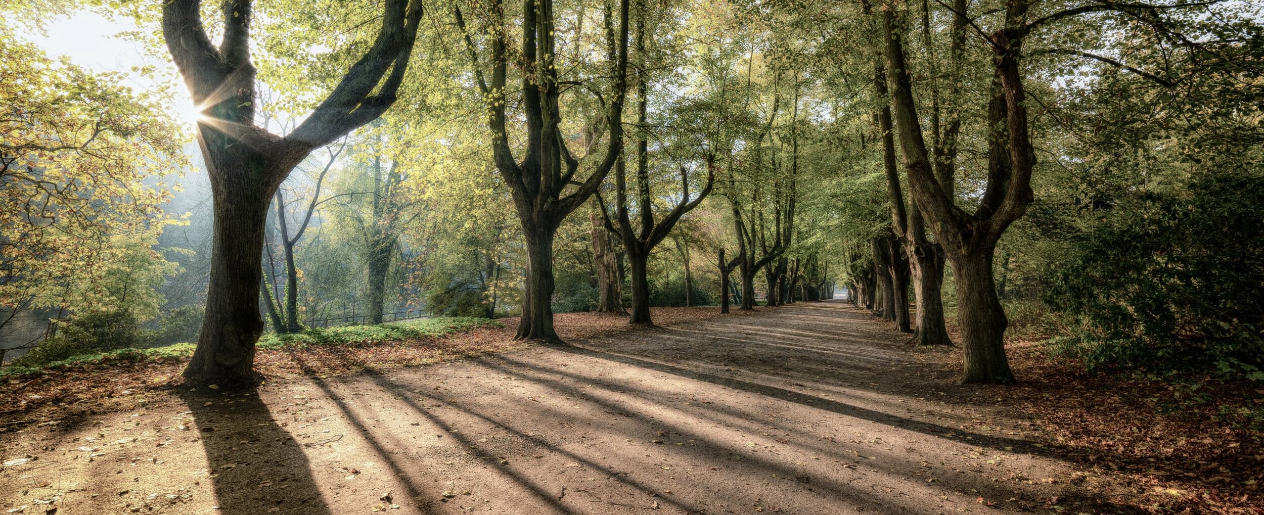Schutzgemeinschaft Deutscher Wald Bayern: Landesverband Bayern